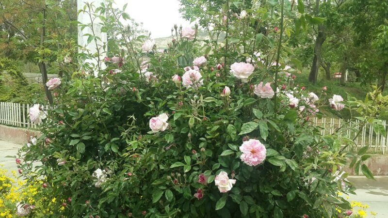 The Damascena Rose: A Hidden Gem in Syria’s Floral Heritage - Syria ...